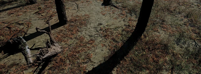 UE 5 Pine Biome, Oleksiy Rysyuk : Personal project done completely from ...