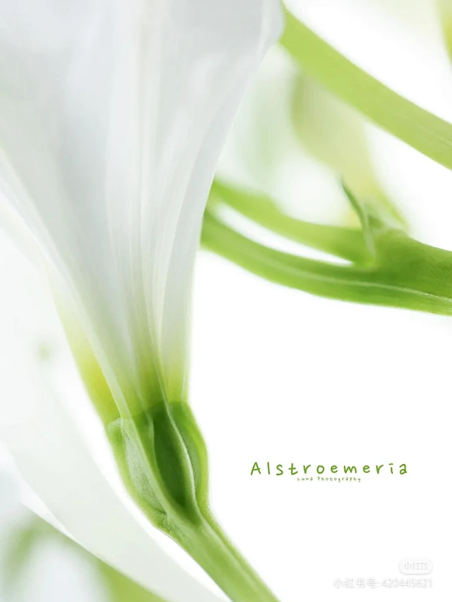 Camera_XHS_16764743183951000g008213rqha6fo05g4a09-花瓣网