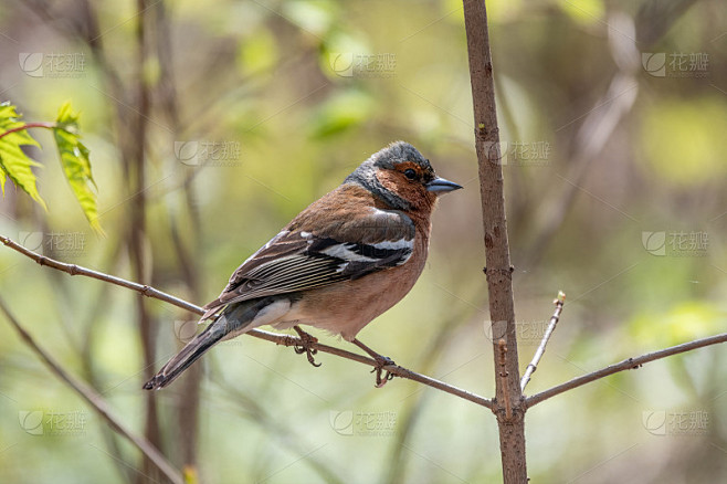 春天，普通的苍头燕雀(Fringilla coelebs)坐在绿色背景的树枝上。野生动物中常见的苍头
