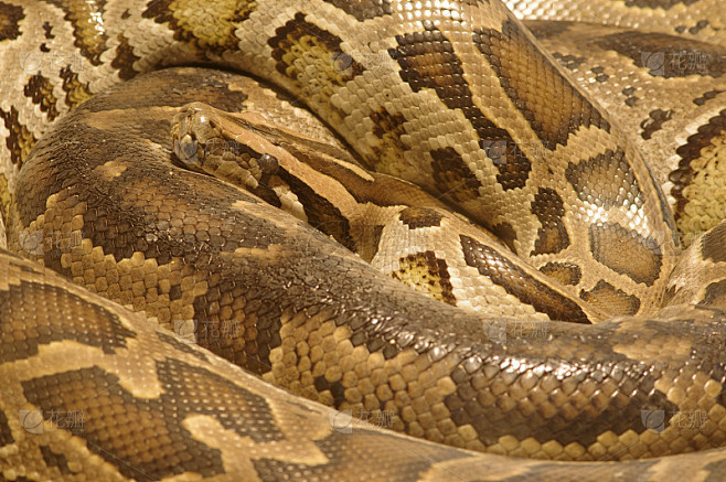Python reticulatus