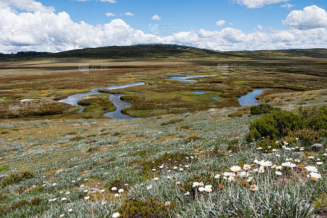 Bogong High Plains，维多利亚，澳大利亚在2020年初夏