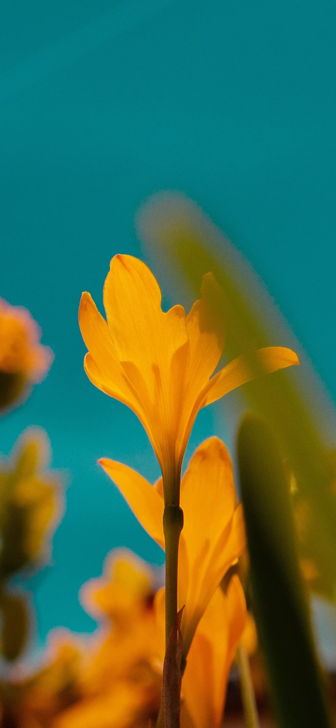 #摄影（花）#-花瓣网