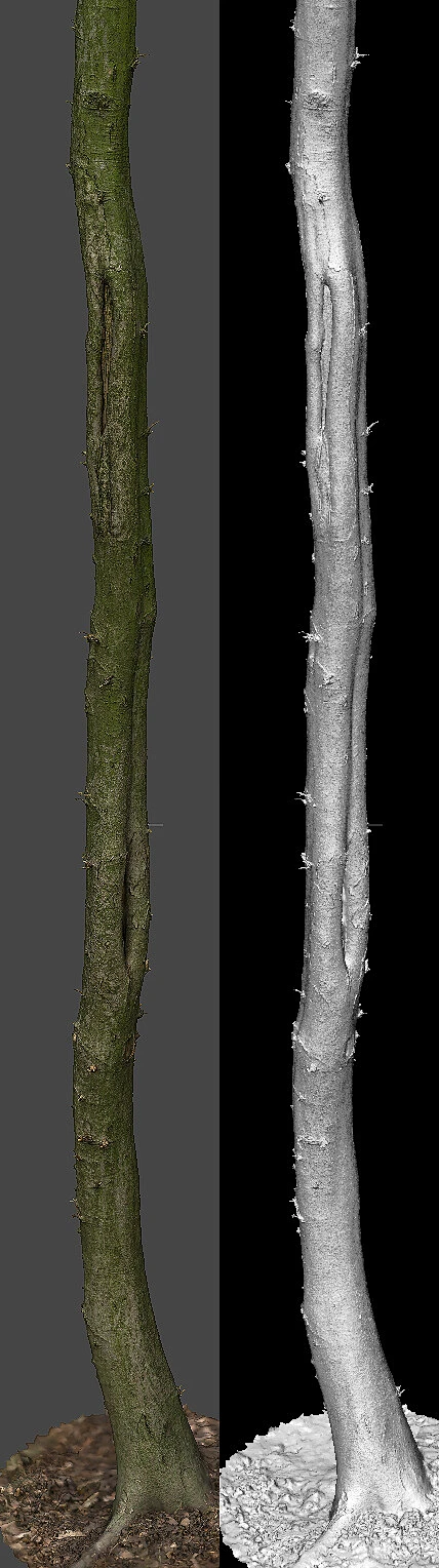 RAW Scans - Various Tree Species-花瓣网