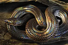 女-古言-大图-无-26LSQ-0920 (11)-花瓣网