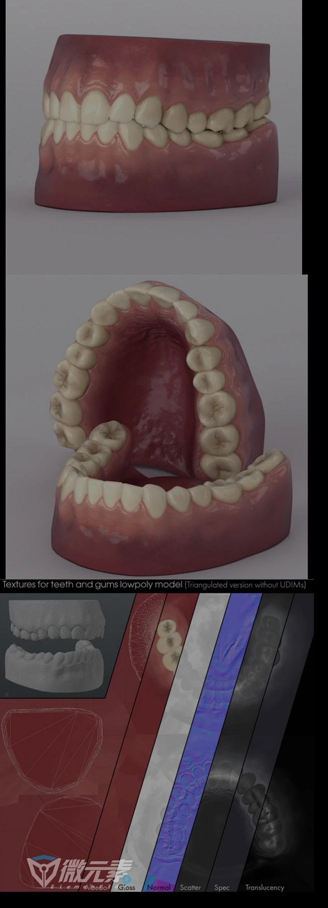 写实牙齿牙龈高精度模型贴图-CG模型-微元素Element3ds - Powered by Discuz!-花瓣网