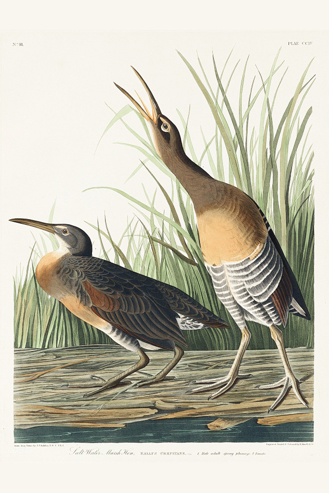 美国鸟类：海雏alt water march hen