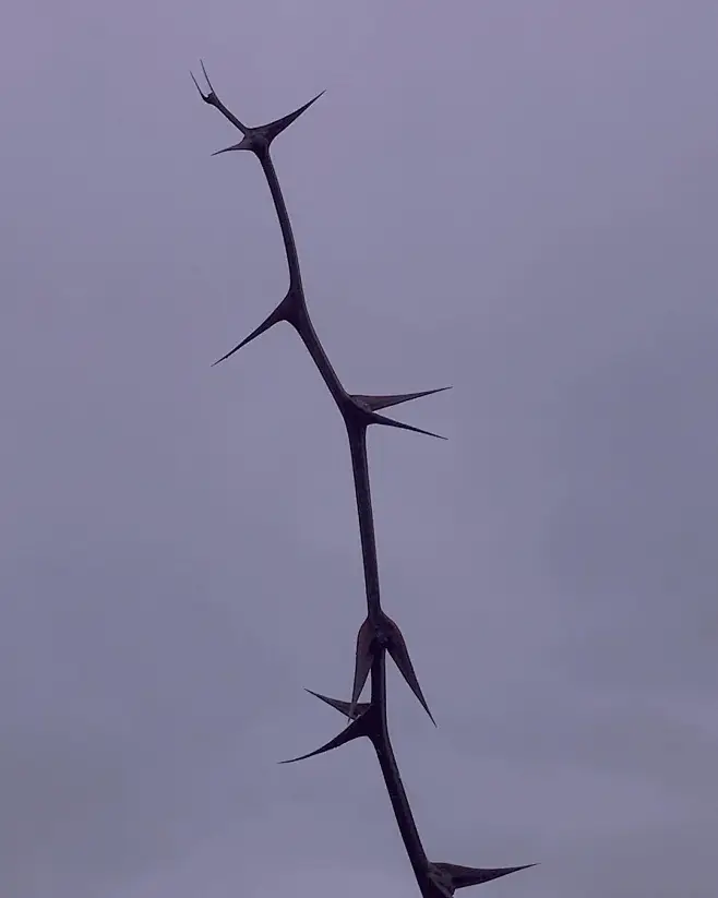 花瓣灵感详情页-花瓣网