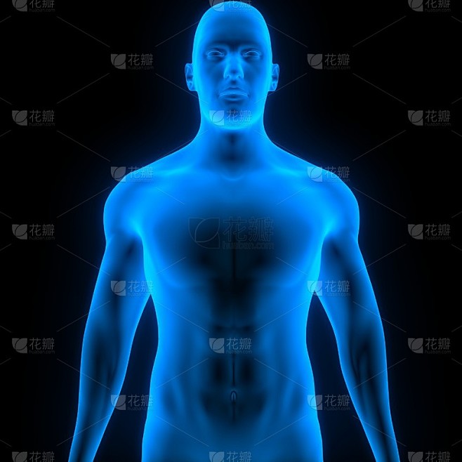 人体男性肌肉