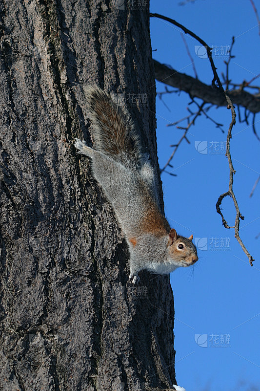Squirel