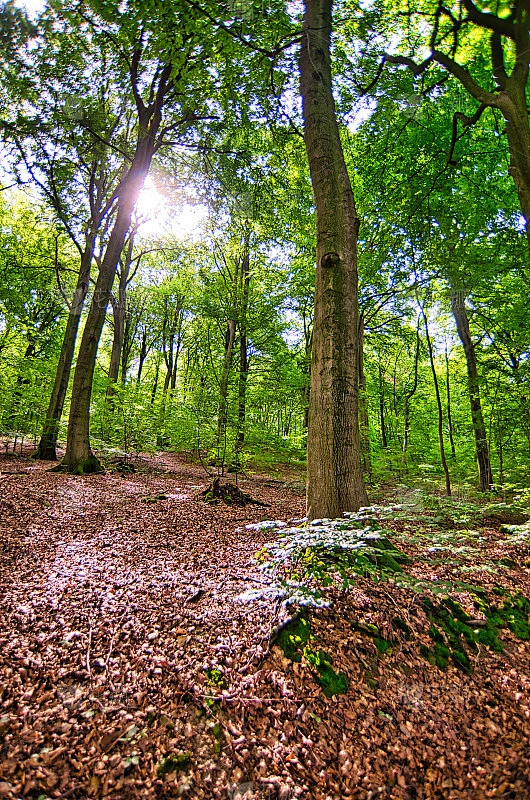 森林与绿树和阳光在八月素材-花瓣网