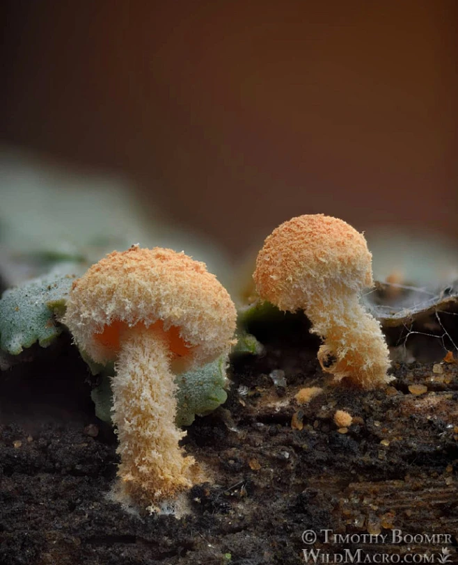 Tim Boomer -花瓣网