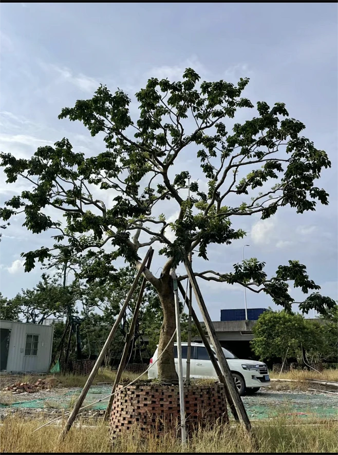H6m造型铁冬青-花瓣网