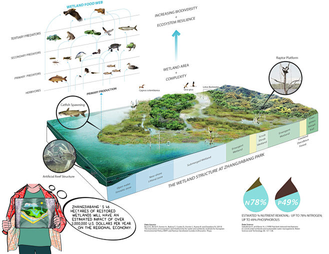 Section perspective rendering of the park's wetland structure and ...