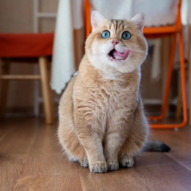 hosico_cat-花瓣网