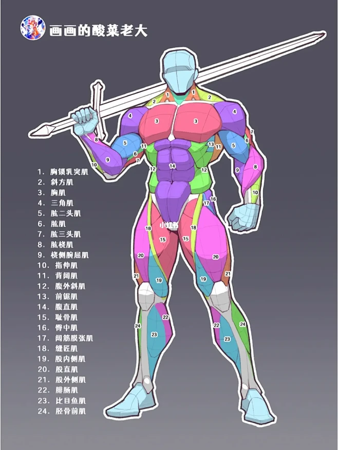 人体肌肉分布图15/100-花瓣网