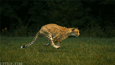 豹子跑步gif_百度图片搜索-花瓣网