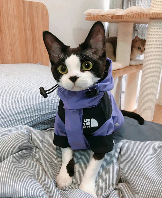 感觉这只德文的大眼睛里也充满了智慧的光芒 【削：咖灰和肚肚】