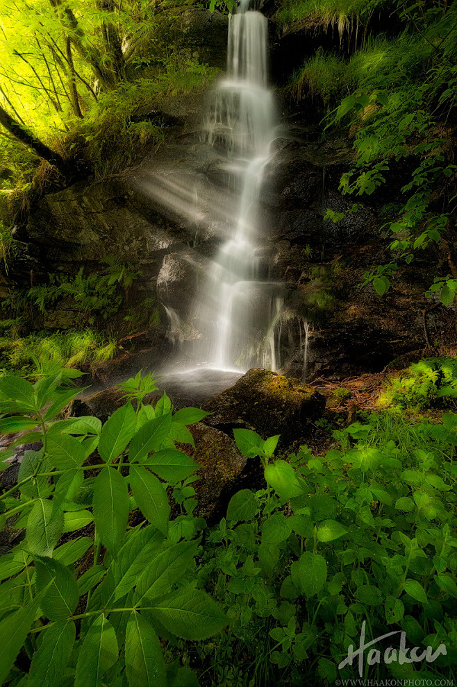 Spring Paradise(148CB)