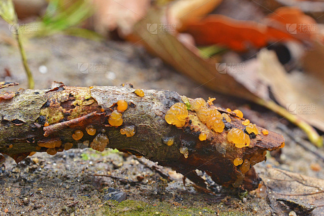 exidia dacrymyces真菌