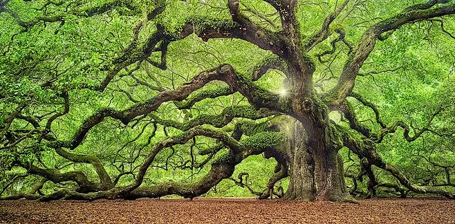 The Tree Study 2 : A magnificent tree from Charleston-花瓣网