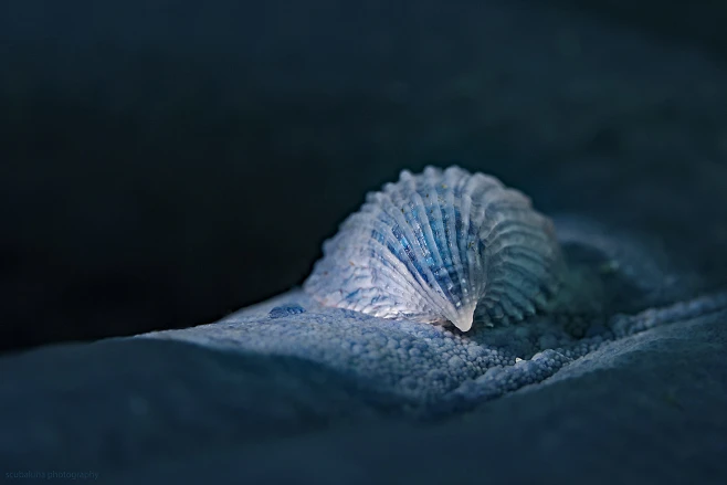 Crystalline Sea Star Snail (Thyca crystallina) 相片擁有者 scubaluna-花瓣网