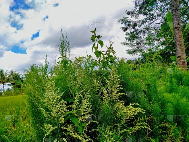 Adas plant