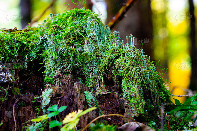 Tree stump overgrown with moss and trumpet pixie l