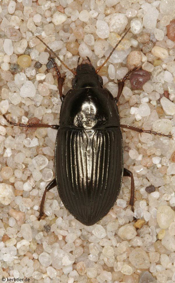 步甲科，Amara-plebeja