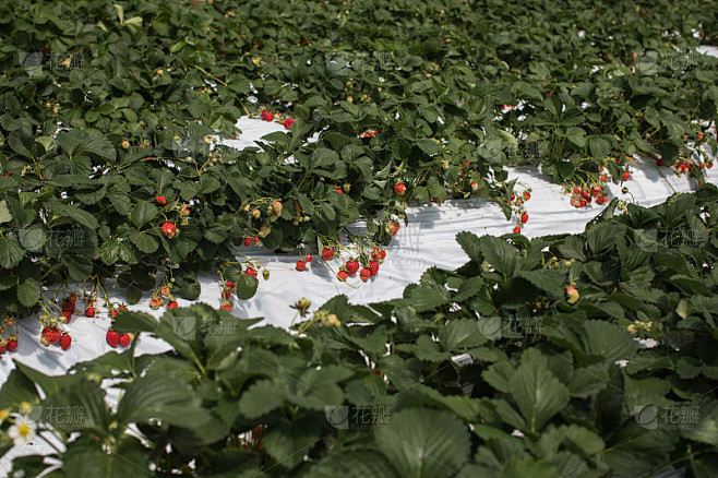 草莓果实挂在树上的树枝上。