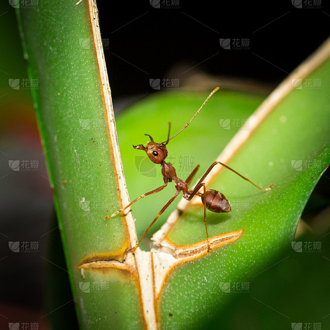 红蚂蚁