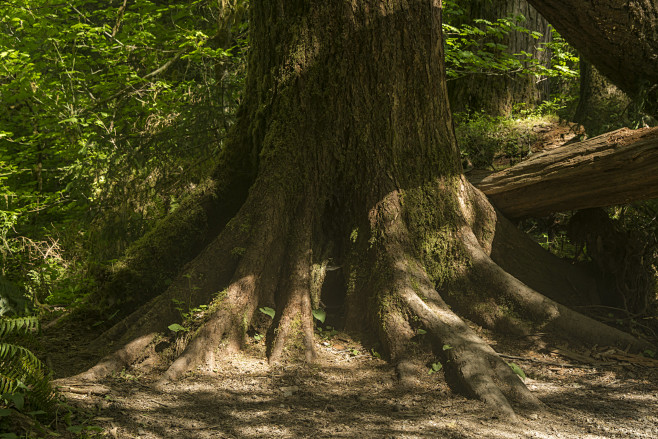 Ancient Forest (403)