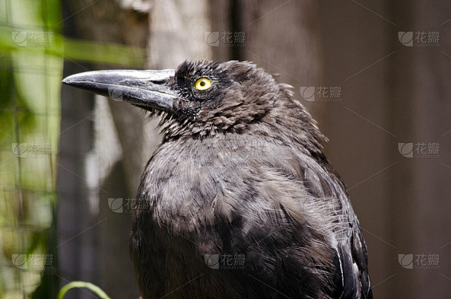 currawong