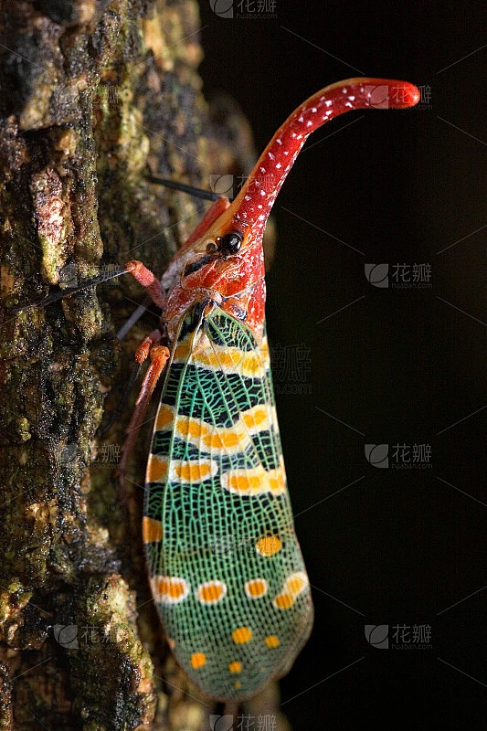 Pyrops Candelarius素材-花瓣网