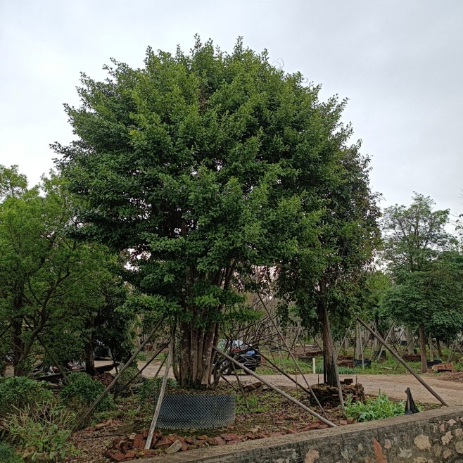 丛生和顺木 【丛生】【乔木】地径 50-60厘米,高度 8.0-9.0米,分枝数 9-11枝,价格 12000元/棵 苗仓-苗木信息平台