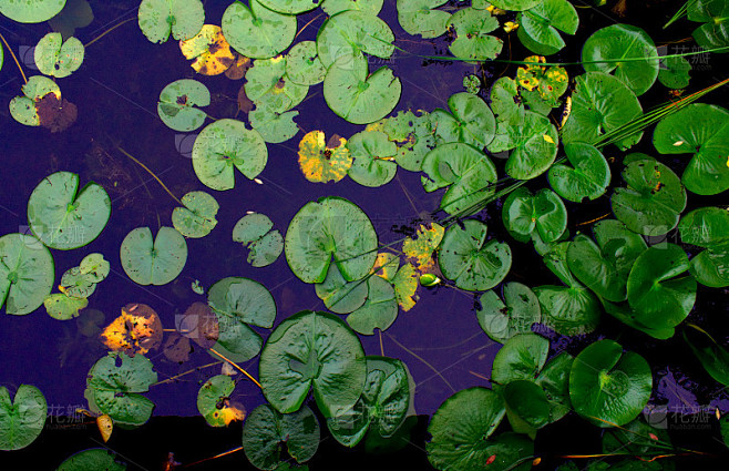 Lilly Pads on Water