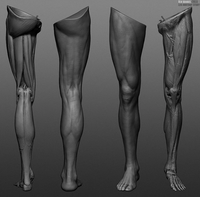 Leg anatomy study., Ren Manuel : Medical project (Bone, muscles ...