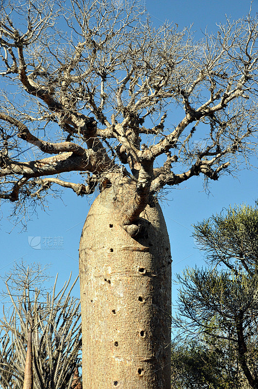 Baobab
