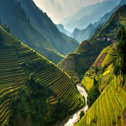 春天杏花，shinjang，中国 Spring Apricot Blossoms, Shinjang, China