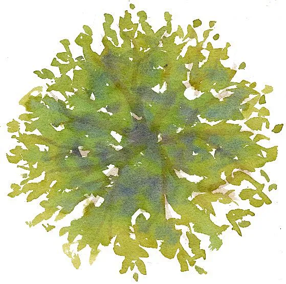 trees from top for site plan:-花瓣网