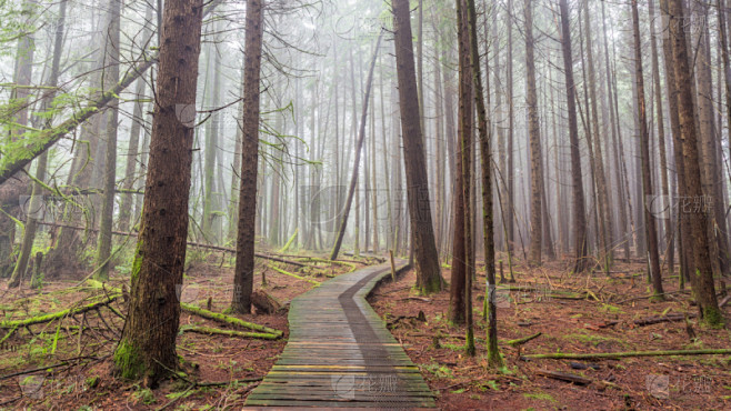 灵性,大不列颠哥伦比亚,森林,自然,水平画幅,地形,户外,雨林,树林,加拿大