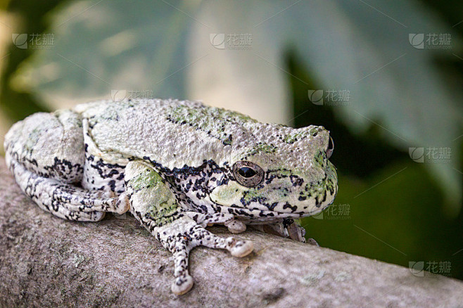 treefrog肖像