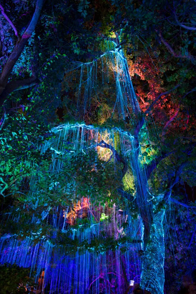 Forest of light : Colourfull light illumination of tropical forest at ...