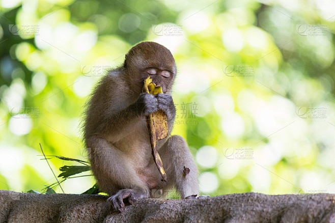 猴子吃香蕉