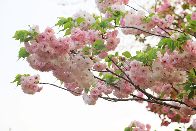 Prunus serrulata var. lannesiana 'Superba' 松月樱 3