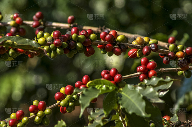 咖啡树上的咖啡豆
