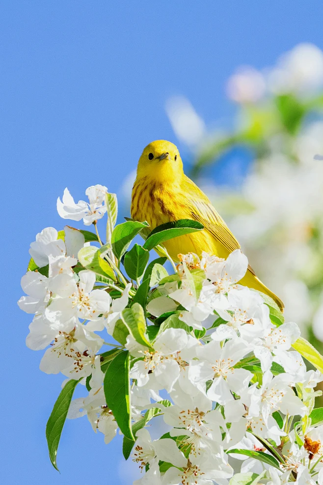 yellow bird perched on white flower-花瓣网