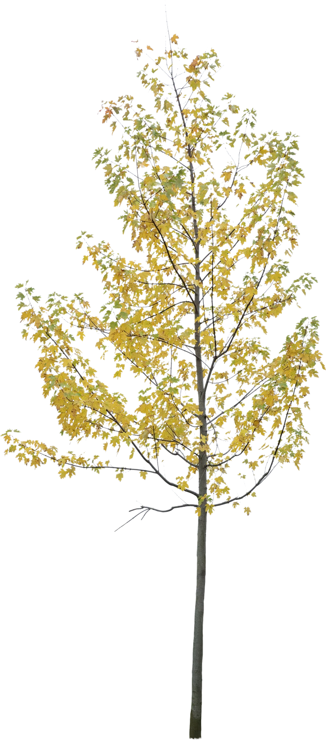 yuki-秋季树木 (91)-花瓣网