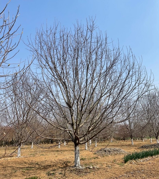 绚丽海棠18cm,h5.5,g4.5