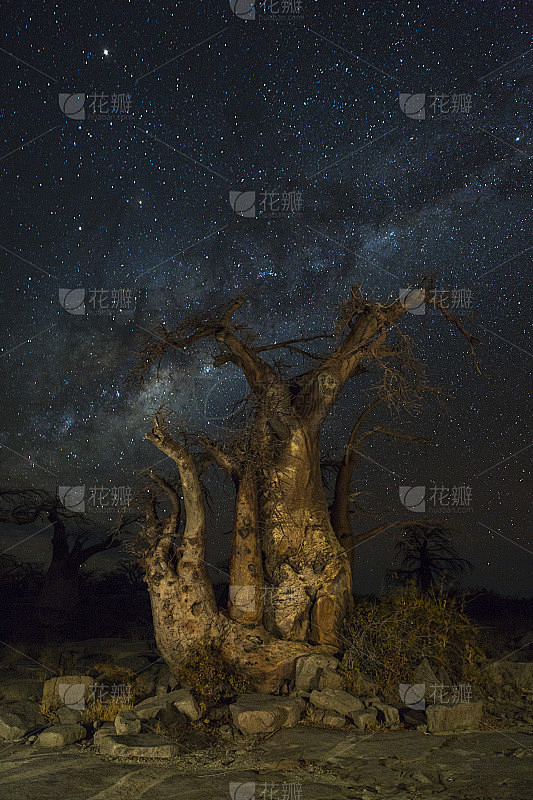 猴面包树在银河下面