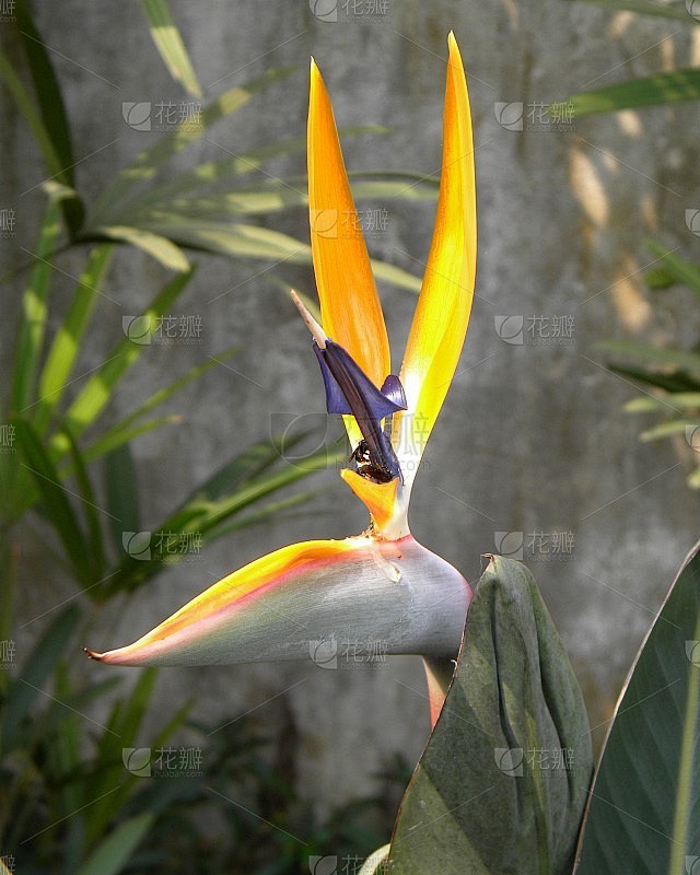 美丽的鹤望兰花